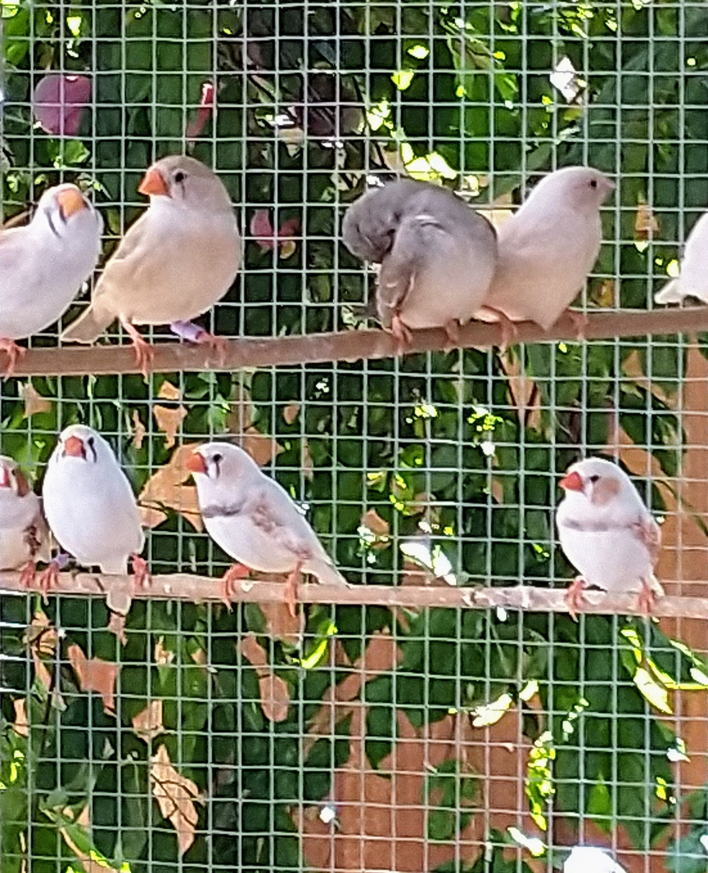 White Zebra Finch Pair